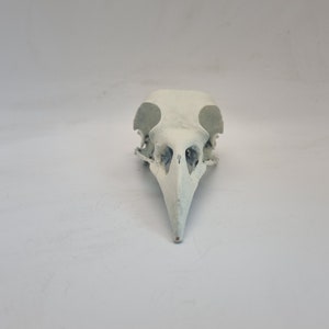 Ornamental Crow Skull, 3D Printed Skull, Bird Skull Decoration, Cosplay ...