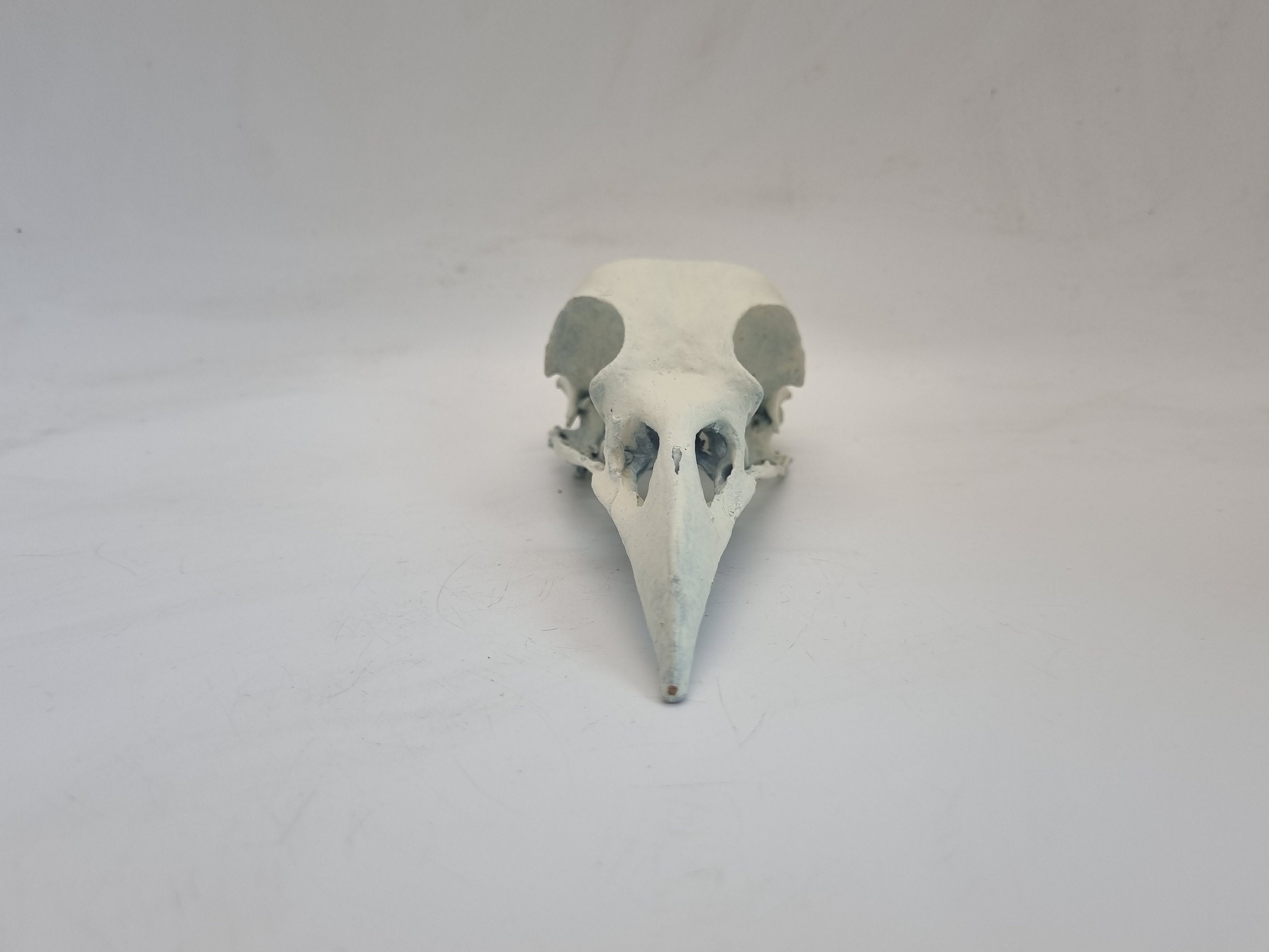 Ornamental Crow Skull, 3D Printed Skull, Bird Skull Decoration, Cosplay ...