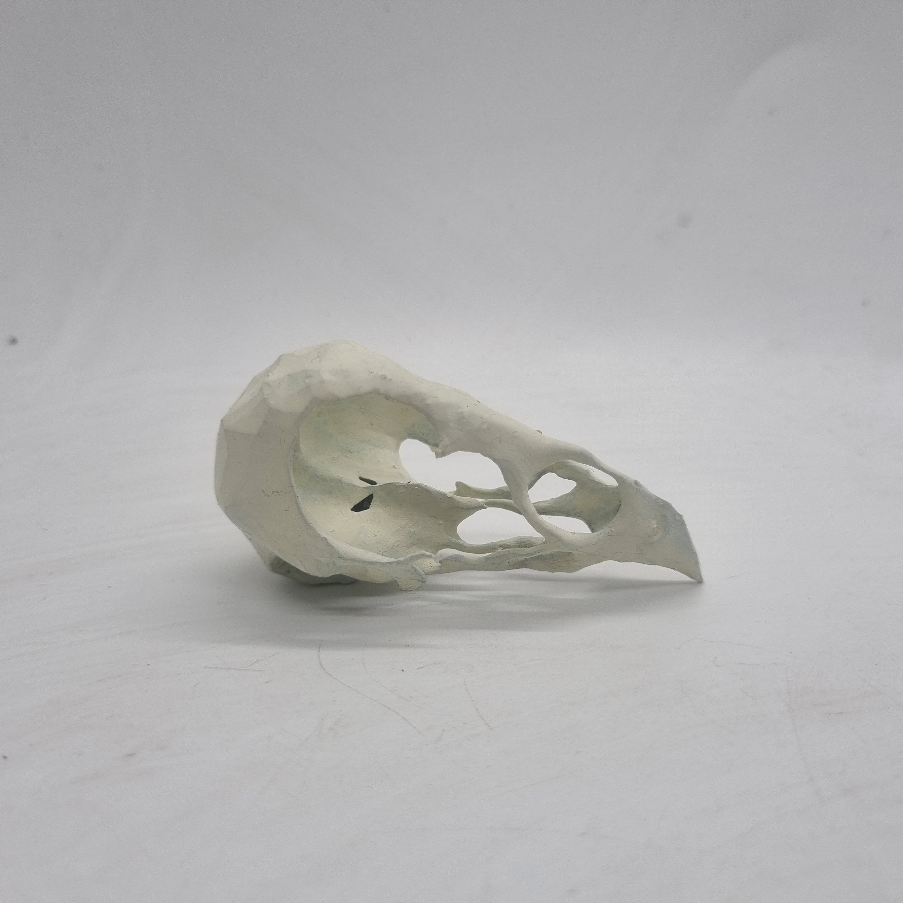 3d Printed Chicken Skull Ornamental Resin Skeleton Bird - Etsy