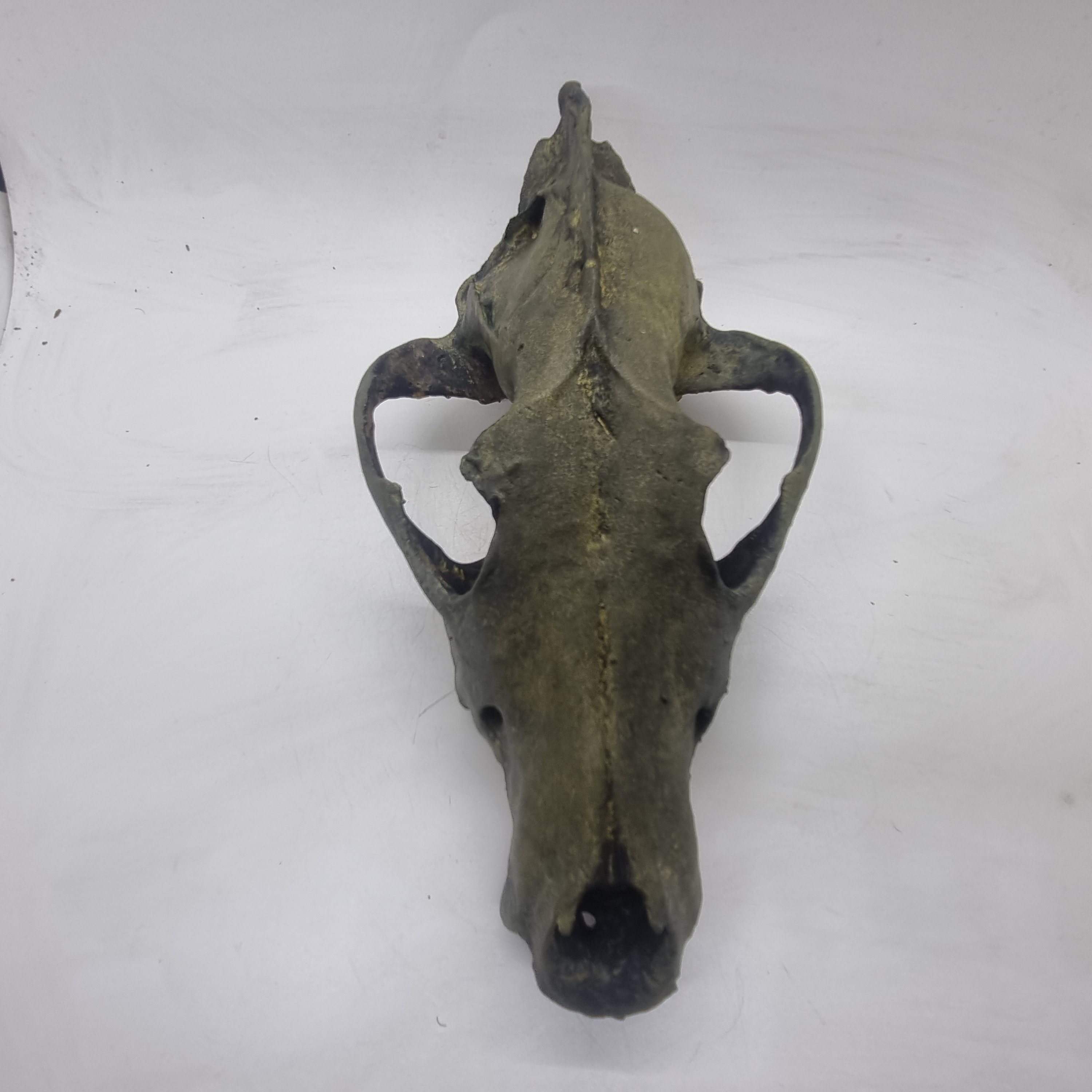 Aged Bone Effect Wolf Skull, Ornamental Resin Horror Decoration, 3d ...