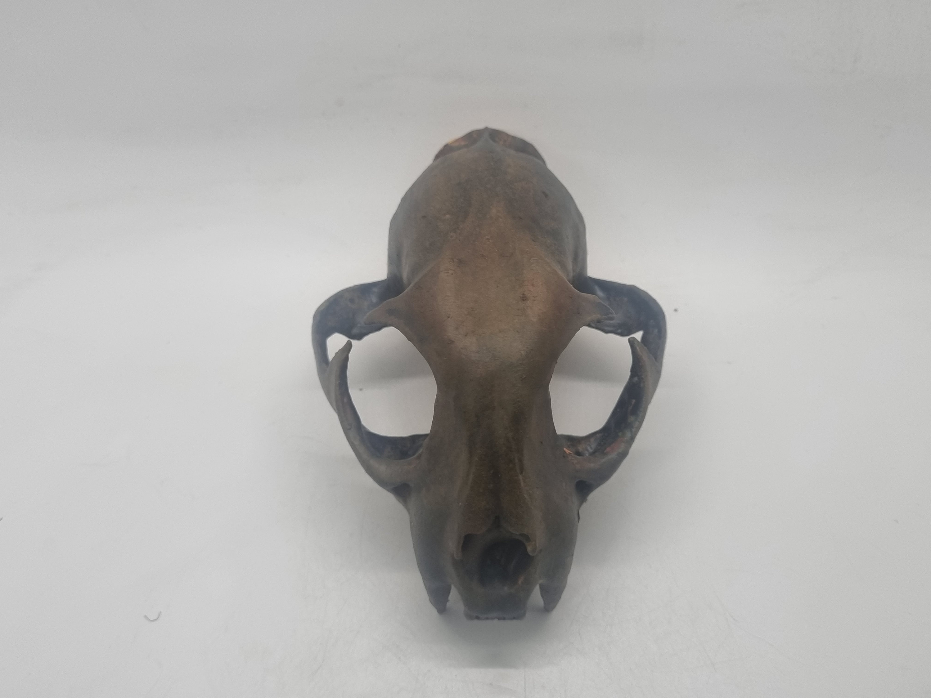 Aged Bone Effect Ornamental Bobcat Skull, Big Cat Horror Decoration ...