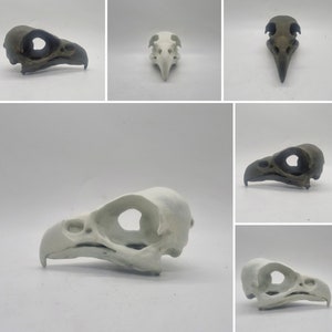 3d Printed Eagle Skull, Weathered Bone Effect,gothic Horror Decoration ...