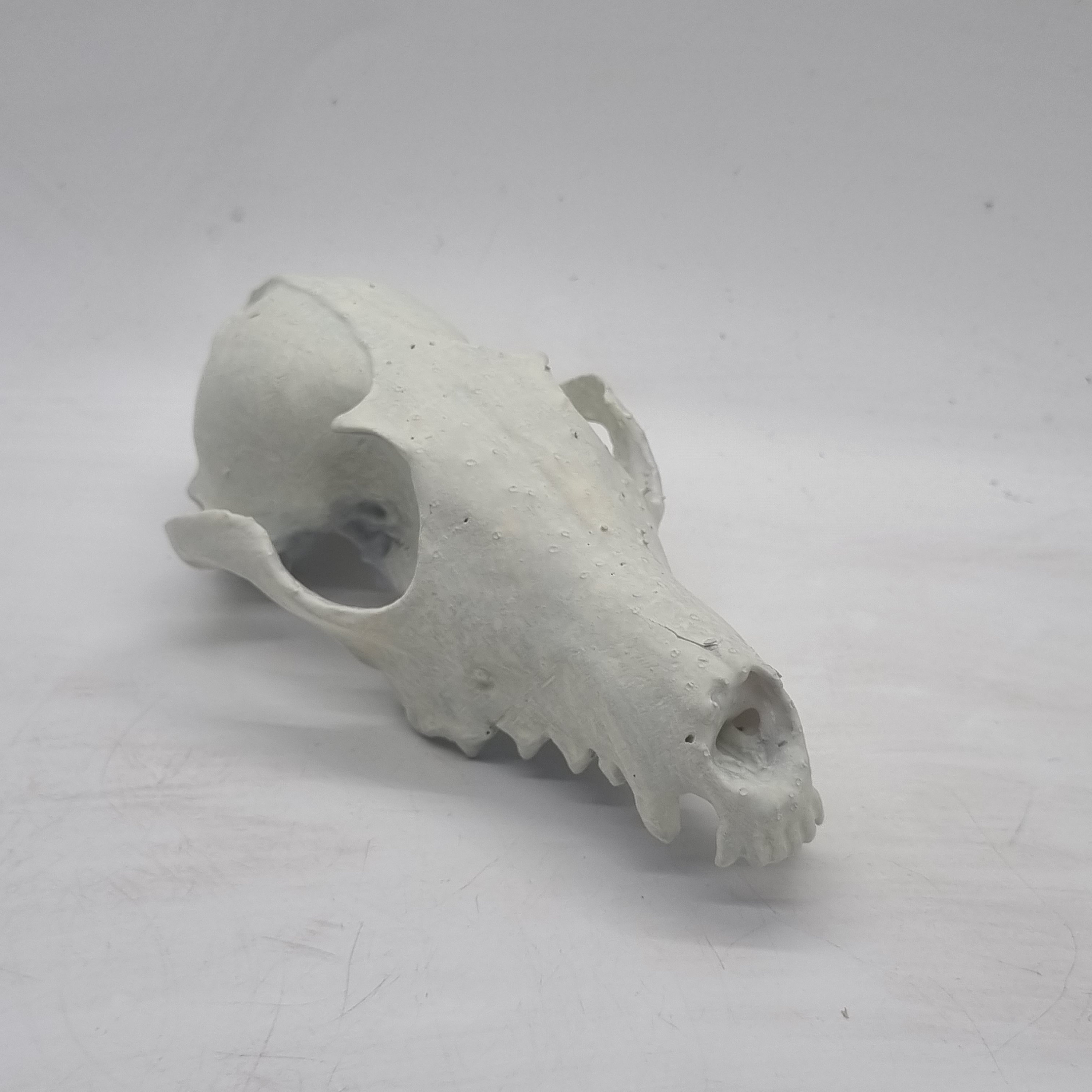 White Ornamental Red Fox Skull, Resin 3d Print, Wildlife Horror ...