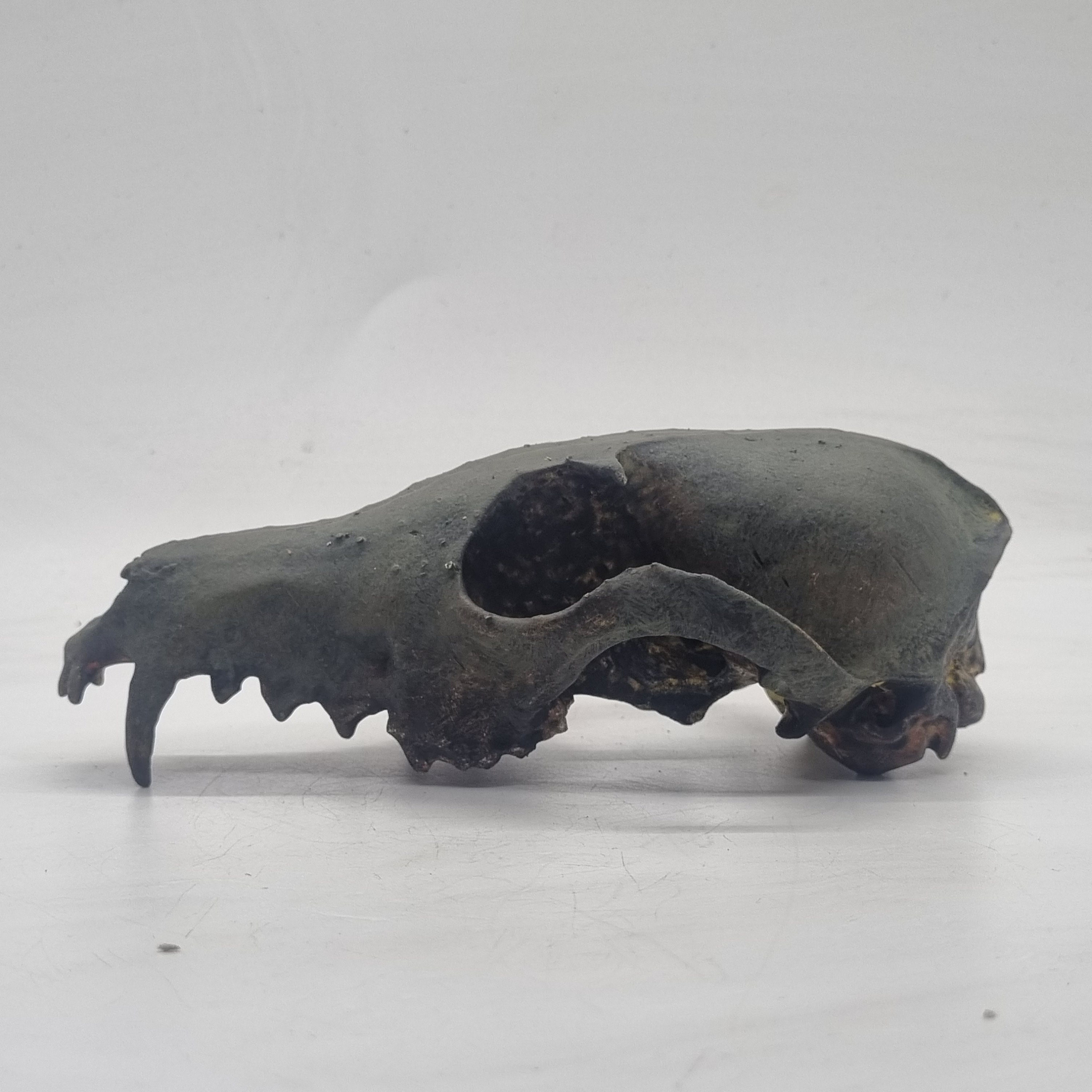 Red Fox Skull Aged Bone Effect Resin Horror Decoration 3d - Etsy