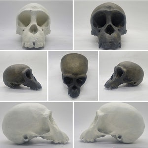 Aged Bone Effect Chimp Skull, Resin Monkey Head, 3d Printed Animal ...