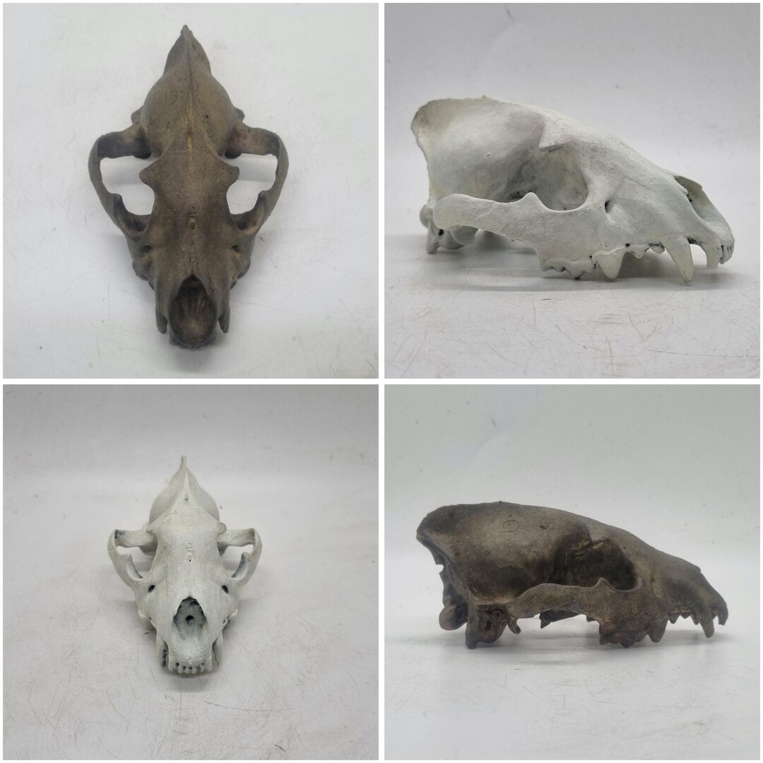 Cape Fox Skull,3d Printed Horror Decoration, Cosplay Accessory ...