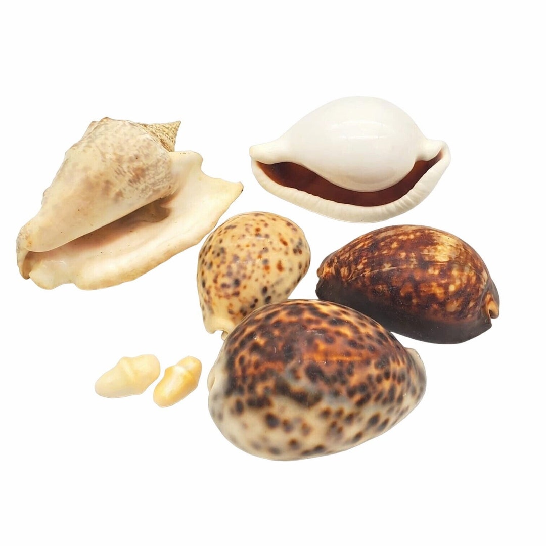 Beach Decor Real Sea Shells Lot of 6 Nautical Ocean Coastal Theme ...