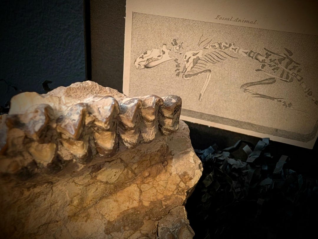 Fossil Oreodont Skull With 19th-century London Lithograph | White River ...