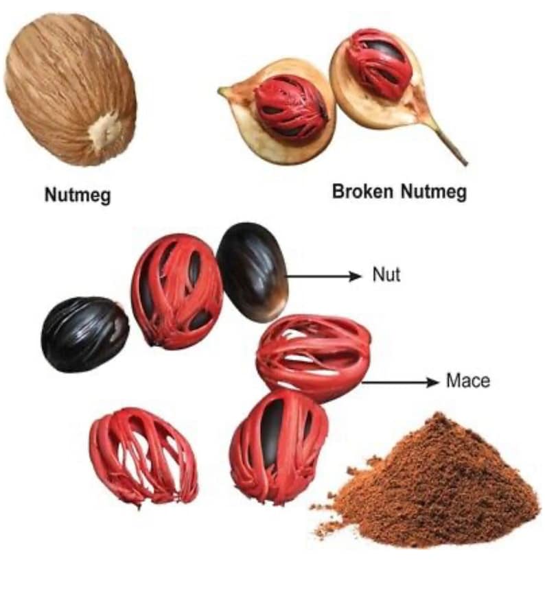 Organic Jamaican Nutmeg Spice With Mace (6 Count) - Etsy