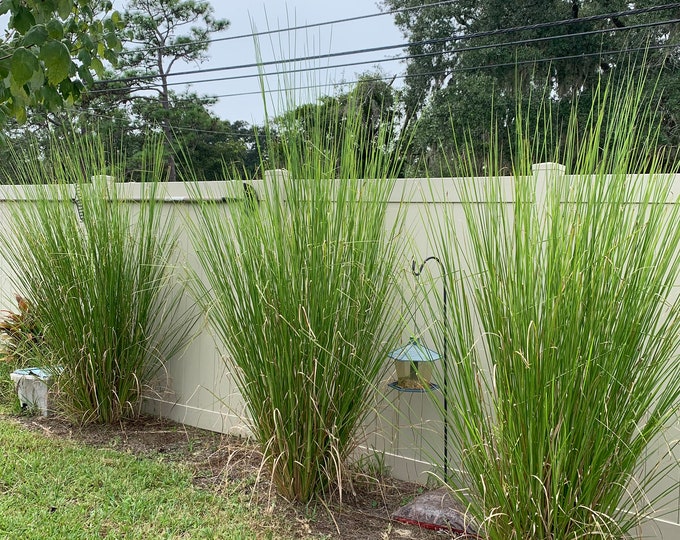 Vetiver LIVE PLANT Vetiver Zizanioides Ayurvedic Plant - 4" Pot - Etsy