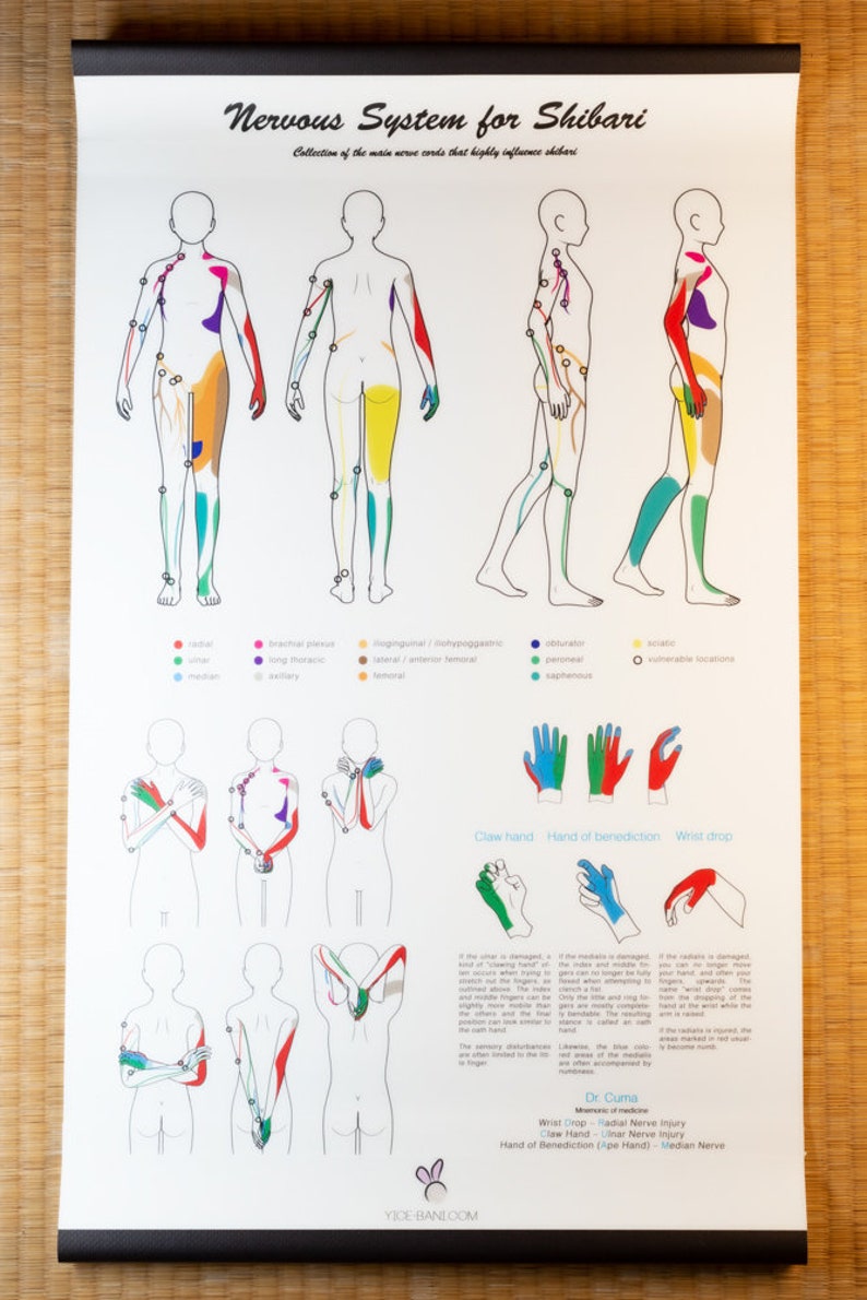 Nervous System for Shibari - Etsy