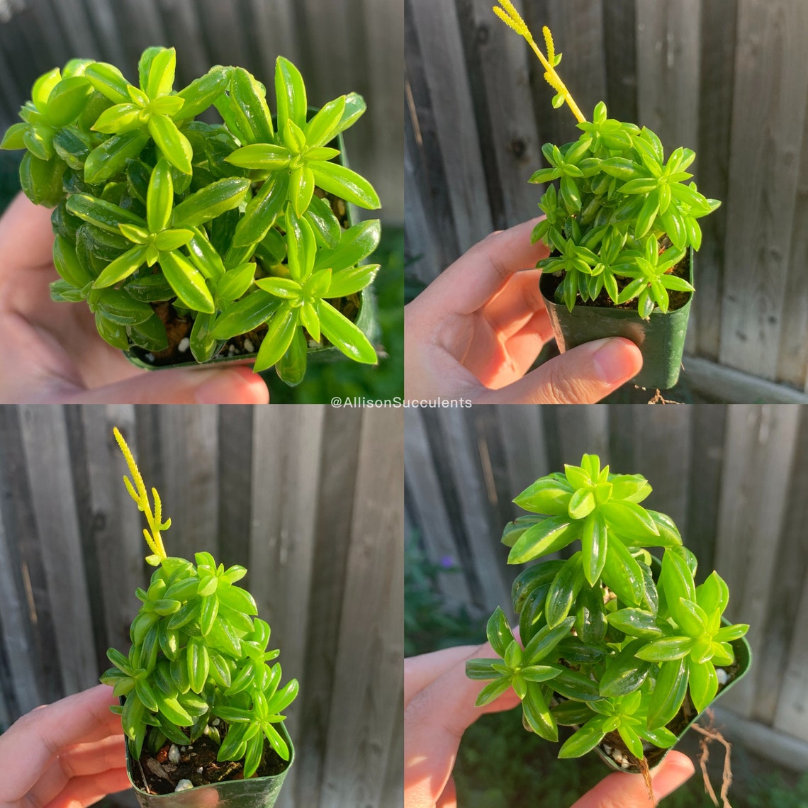 Peperomia Dolabriformis Prayer Pepper Succulents Plants - Etsy