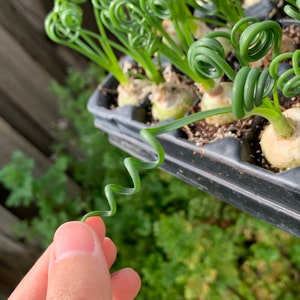 Albuca Spiralis Frizzle Sizzle Corkscrew Albuca Live Plants Mini House ...