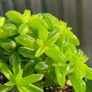 Peperomia Dolabriformis Prayer Pepper Succulents Plants - Etsy