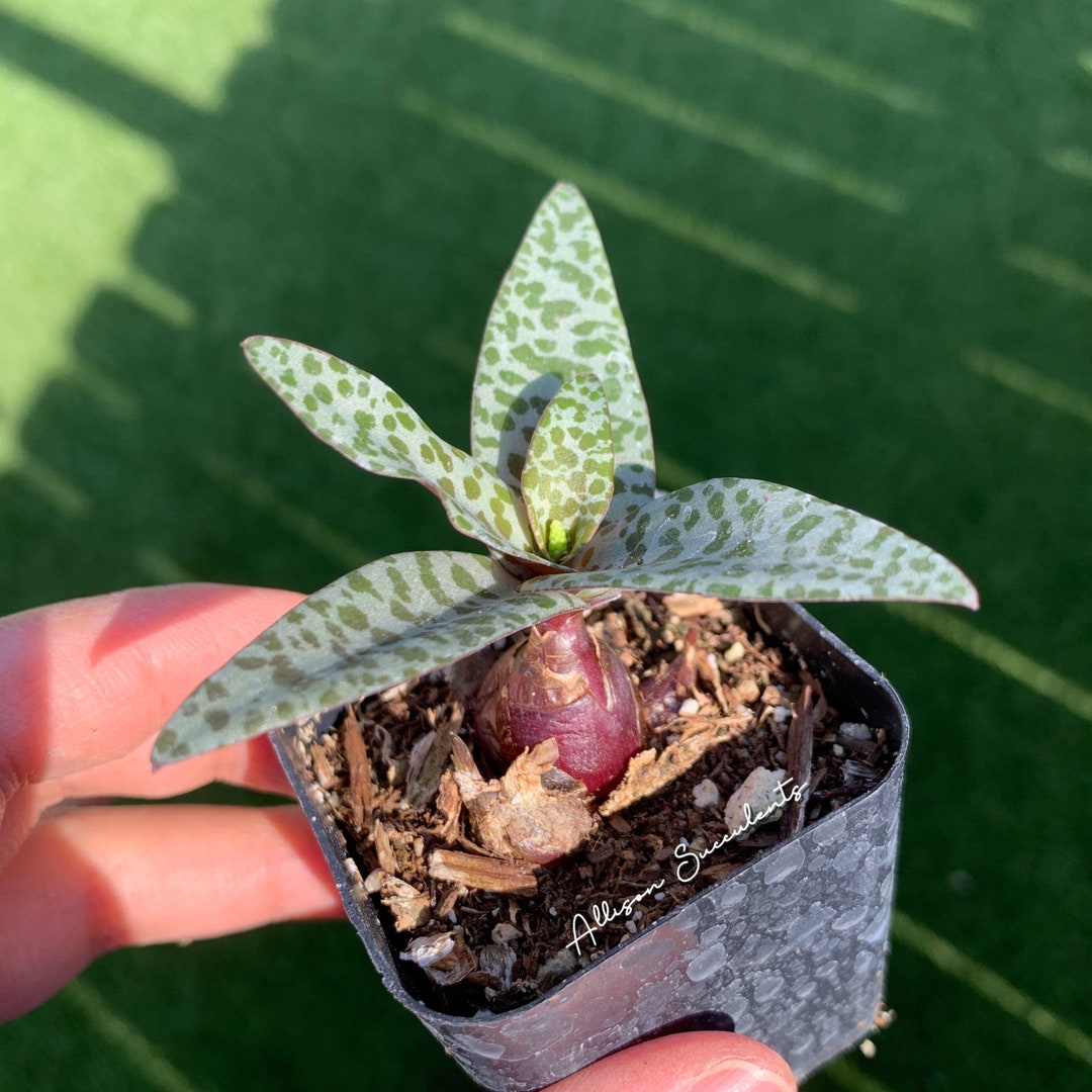 Ledebouria Socialis 'silver Squill' Plant - 2inch Nursery Pot - Etsy