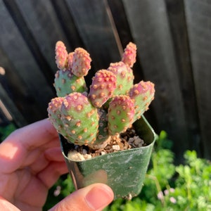 Opuntia Rufida Mini Cinnamon Cactus Plants - Etsy