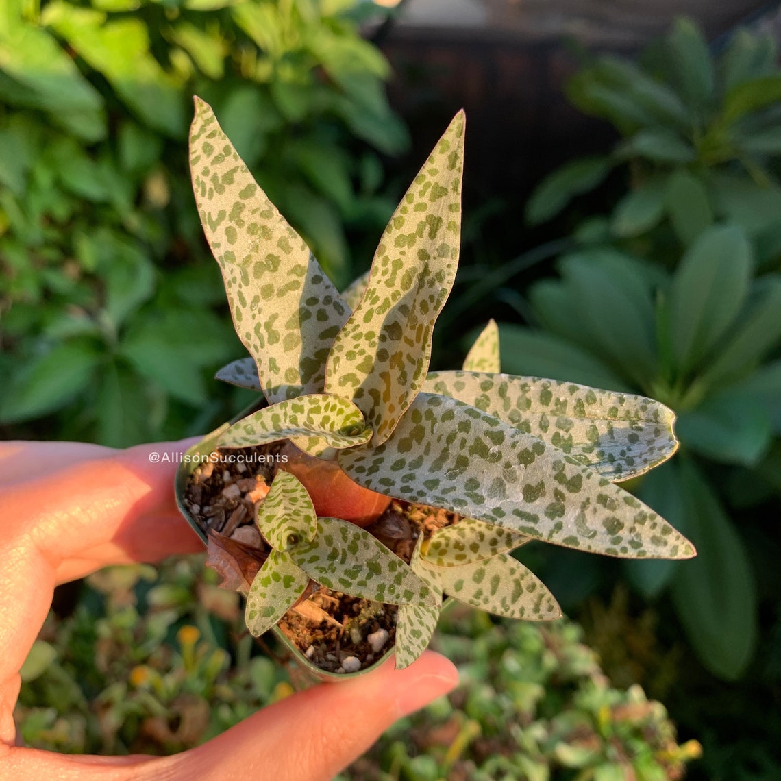 Ledebouria Socialis 'silver Squill' Plant 2inch - Etsy