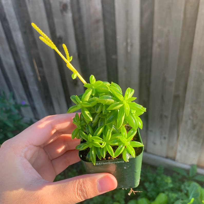 Peperomia Dolabriformis Prayer Pepper Succulents Plants - Etsy