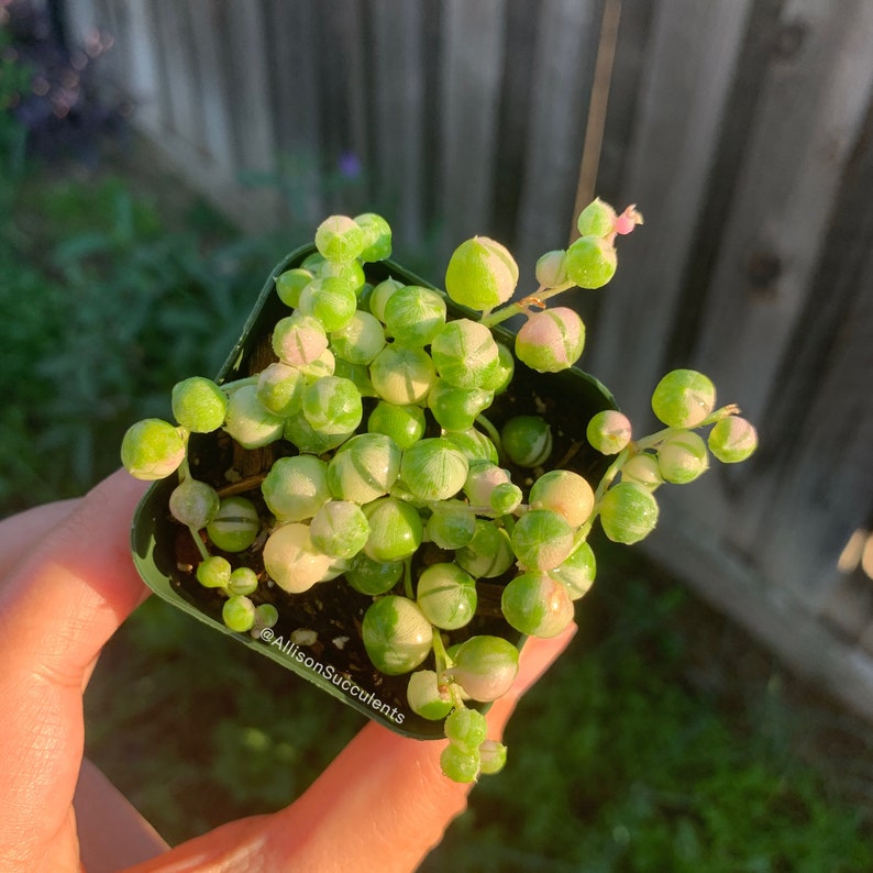 Variegated String of Pearls Succulents Plants House Plants 2 - Etsy
