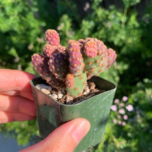 Opuntia Rufida Mini Cinnamon Cactus Plants - Etsy
