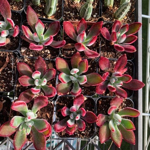 Fuzzy Echeveria Pulvinata Devotion Ruby Slippers Succulents Plants - 2 ...