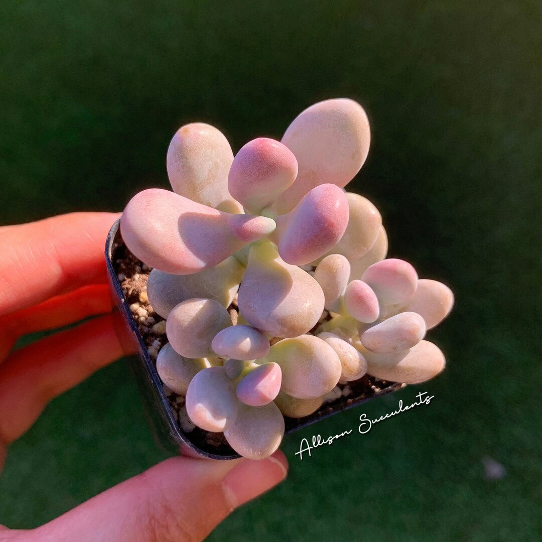 Moonstone Pachyphytum Oviferum Pearly Moonstones Succulents Plants 2 ...