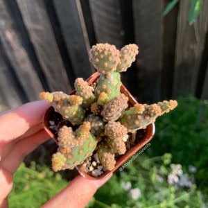 Opuntia Rufida Mini Cinnamon Cactus Plants - Etsy
