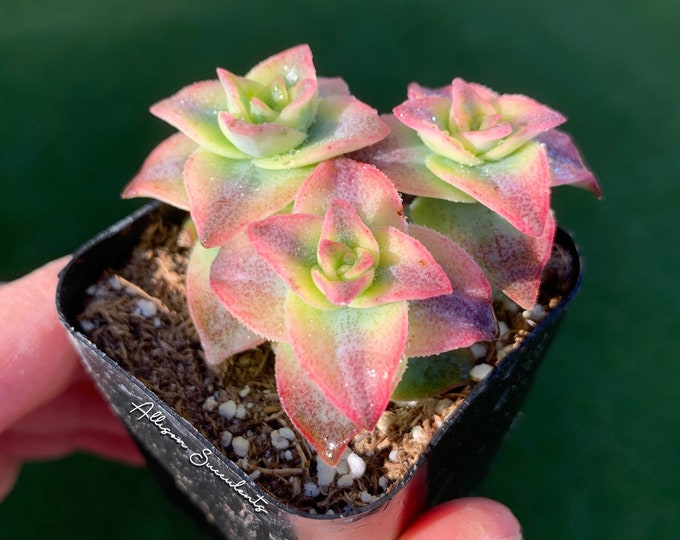 Crassula Perforata String of Buttons Variegated Succulents Plants - 2 ...