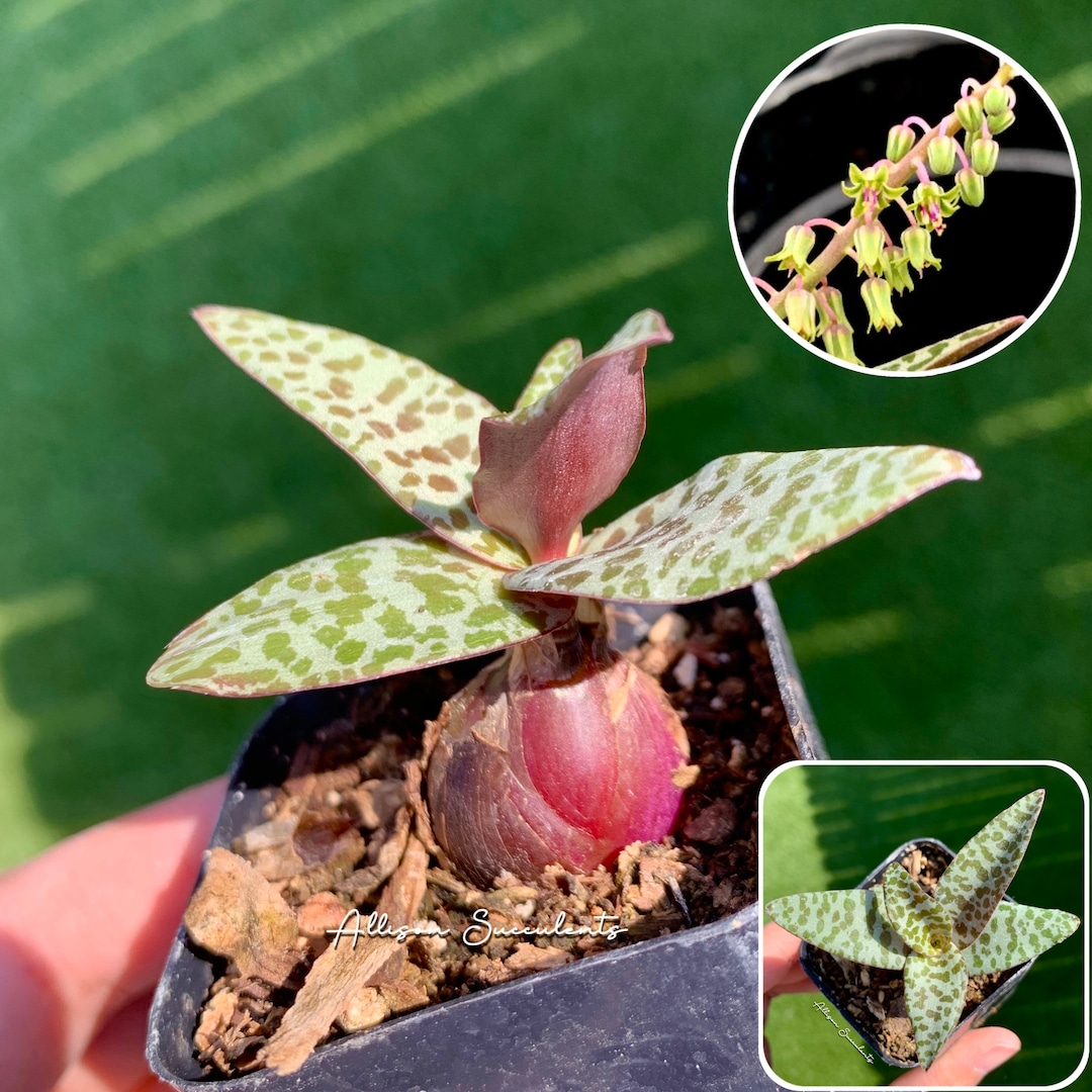 Ledebouria Socialis 'silver Squill' Plant 2inch Nursery Pot - Etsy