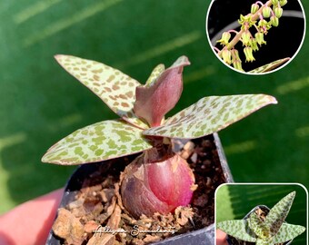 Silver Squill Plant 2 Inch Leopard Lily Ledebouria Socialis Live ...