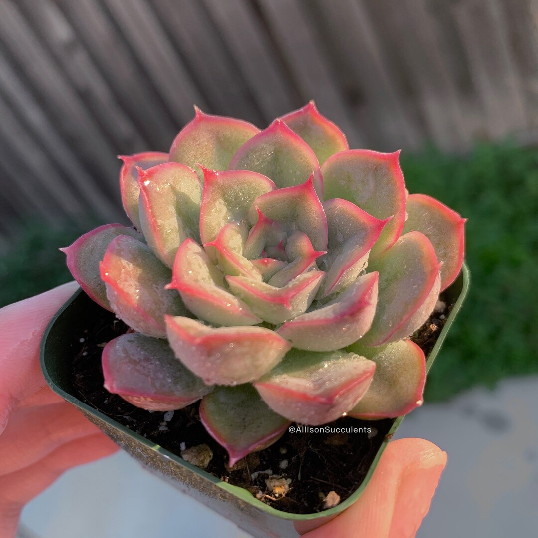 Echeveria Hercules Succulents Plants - 2inch Pot - Etsy