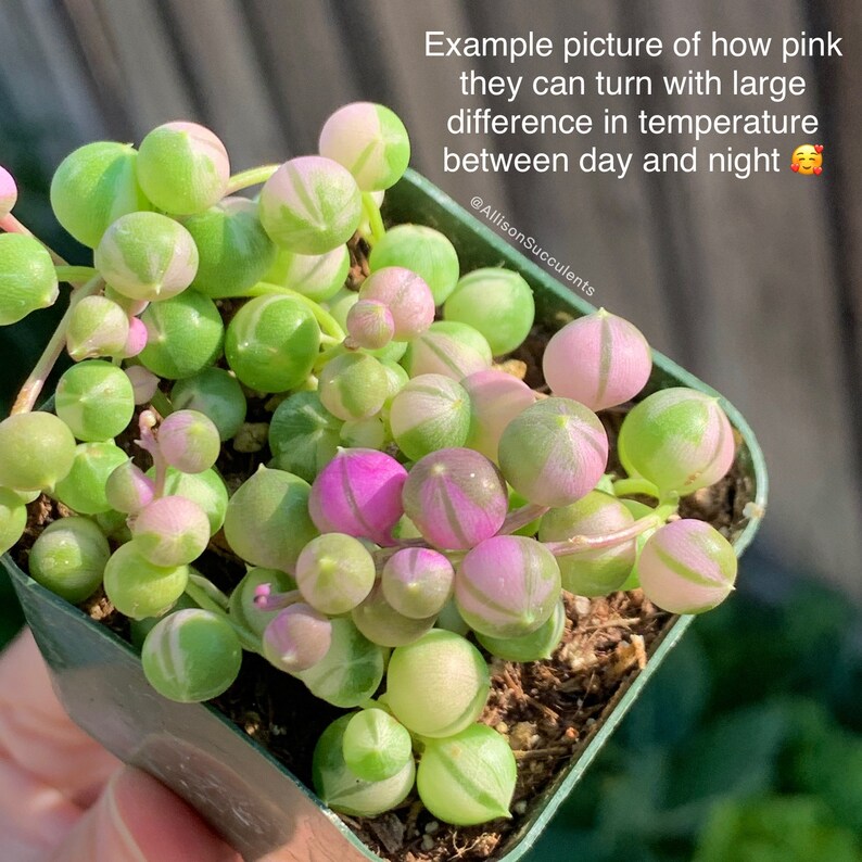 Variegated String of Pearls Succulents Plants House Plants 2 - Etsy