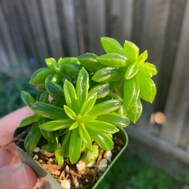 Peperomia Dolabriformis Prayer Pepper Succulents Plants - Etsy