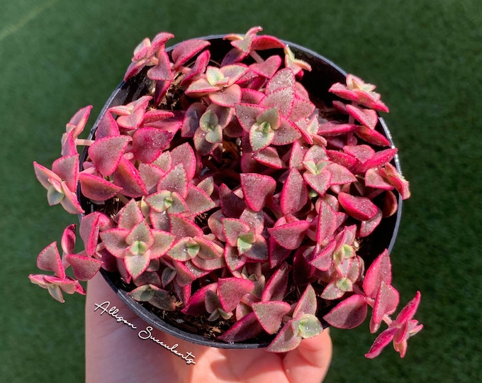 Variegata Crassula Marginalis Rubra Calico Kitten Succulents Plants - 2 ...