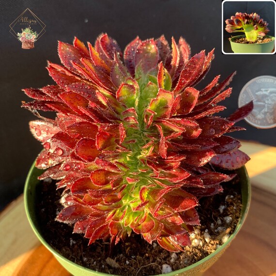 Aeonium 'firecracker' Crested Succulents Plants - Etsy