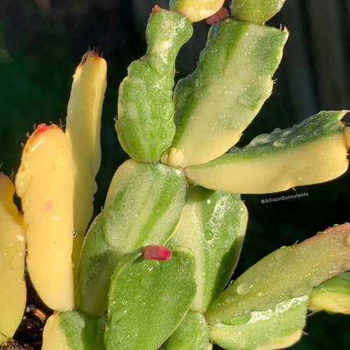 Variegated Schlumbergera christmas Cactus - Etsy