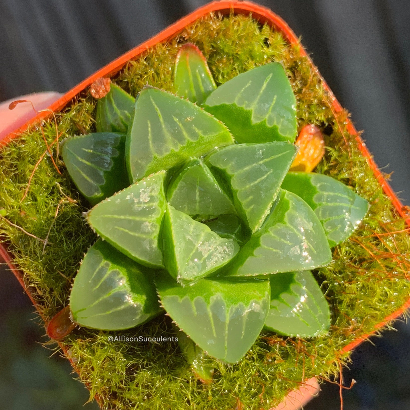 Haworthia Mutica Succulents House Plants Low Light Plants - Etsy