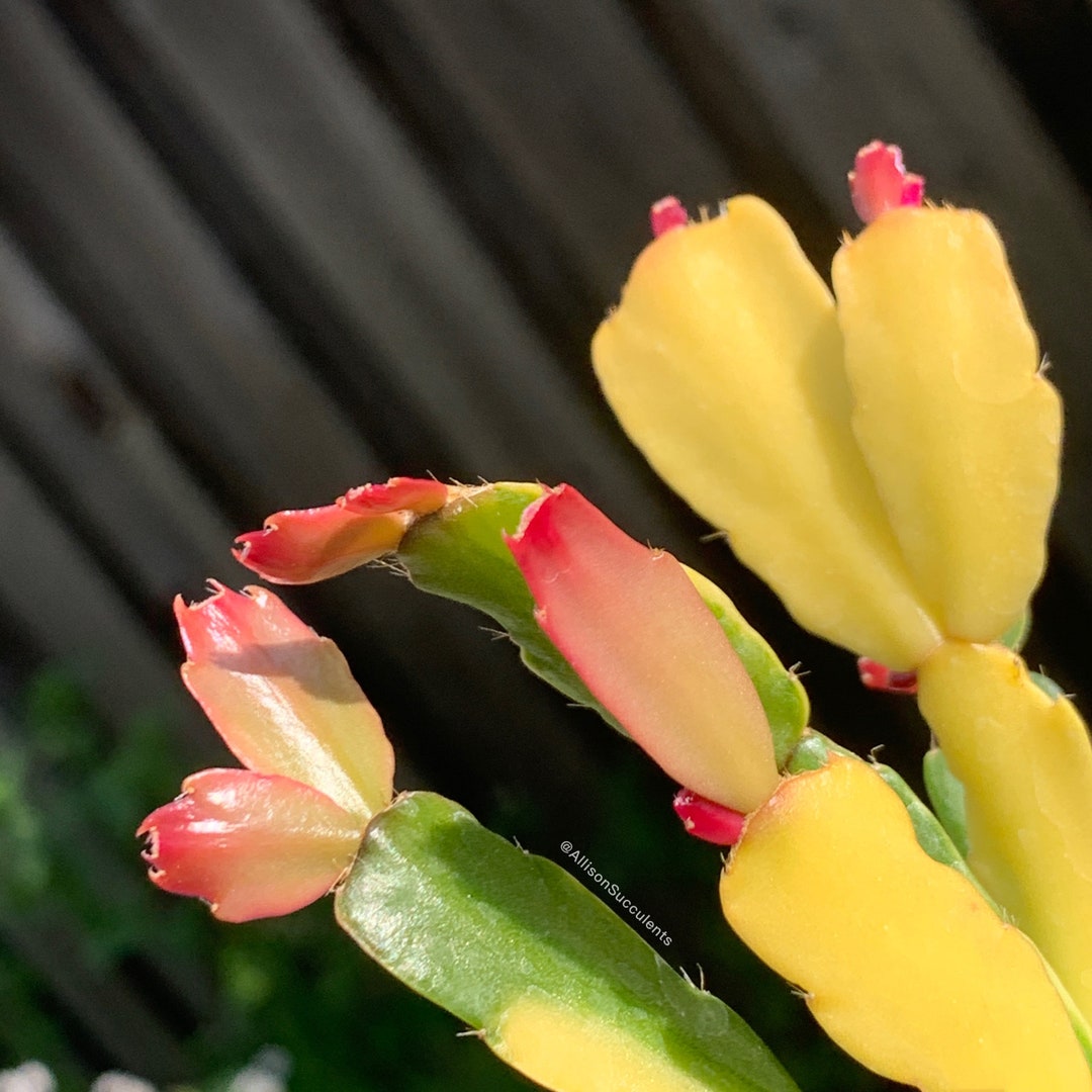 Variegated Christmas Cactus Plants 4inch Pot Bare Root - Etsy