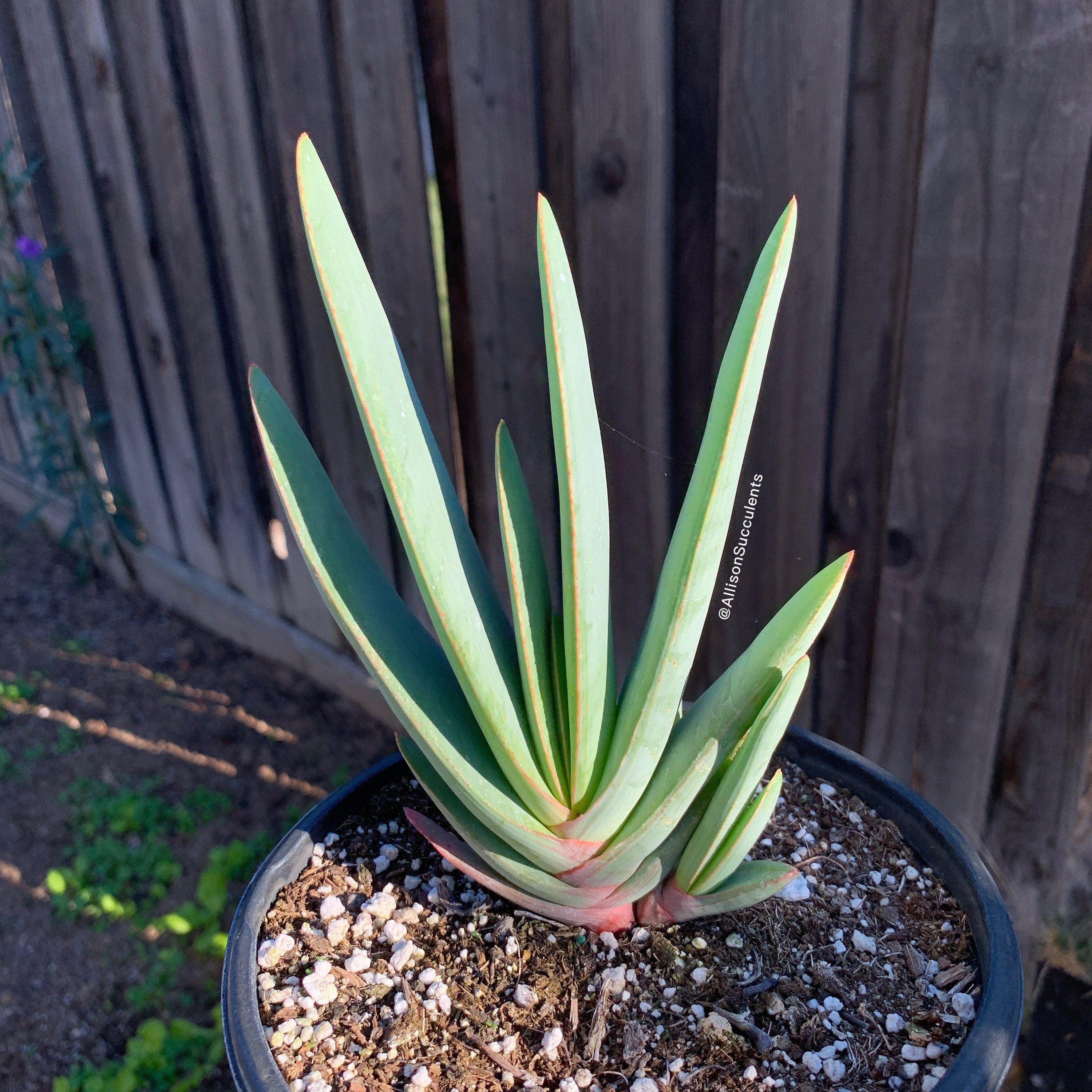 Fan Aloe Kumara Aloe Plicatilis 6inch Pot 1 Head With 2 - Etsy