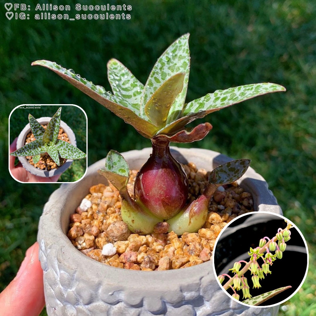 Ledebouria Socialis 'silver Squill' Plant 2inch Nursery Pot - Etsy