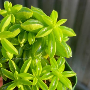 Peperomia Dolabriformis Prayer Pepper Succulents Plants - 2inch Pot - Etsy