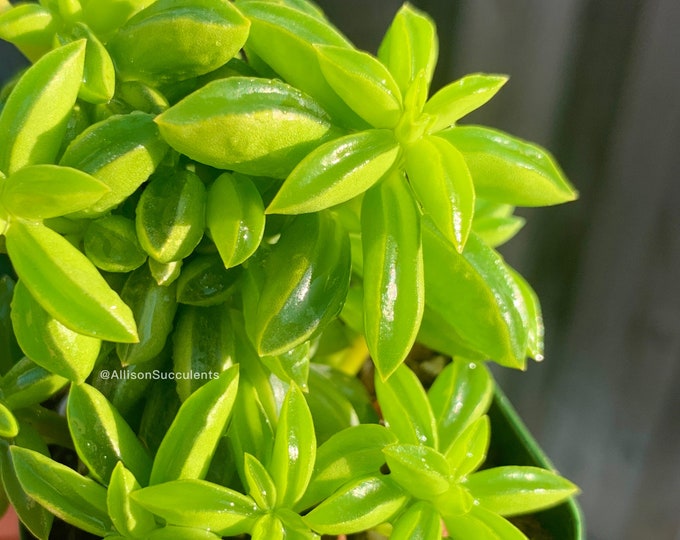 Peperomia Dolabriformis Prayer Pepper Succulents Plants - 2inch Pot - Etsy