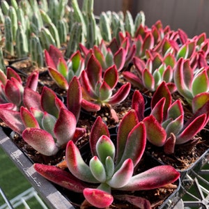 Fuzzy Echeveria Pulvinata Devotion Ruby Slippers Succulents Plants - 2 ...