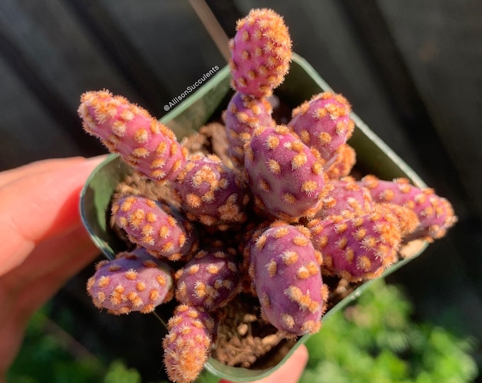 Opuntia Rufida Mini Cinnamon Cactus Plants - Etsy