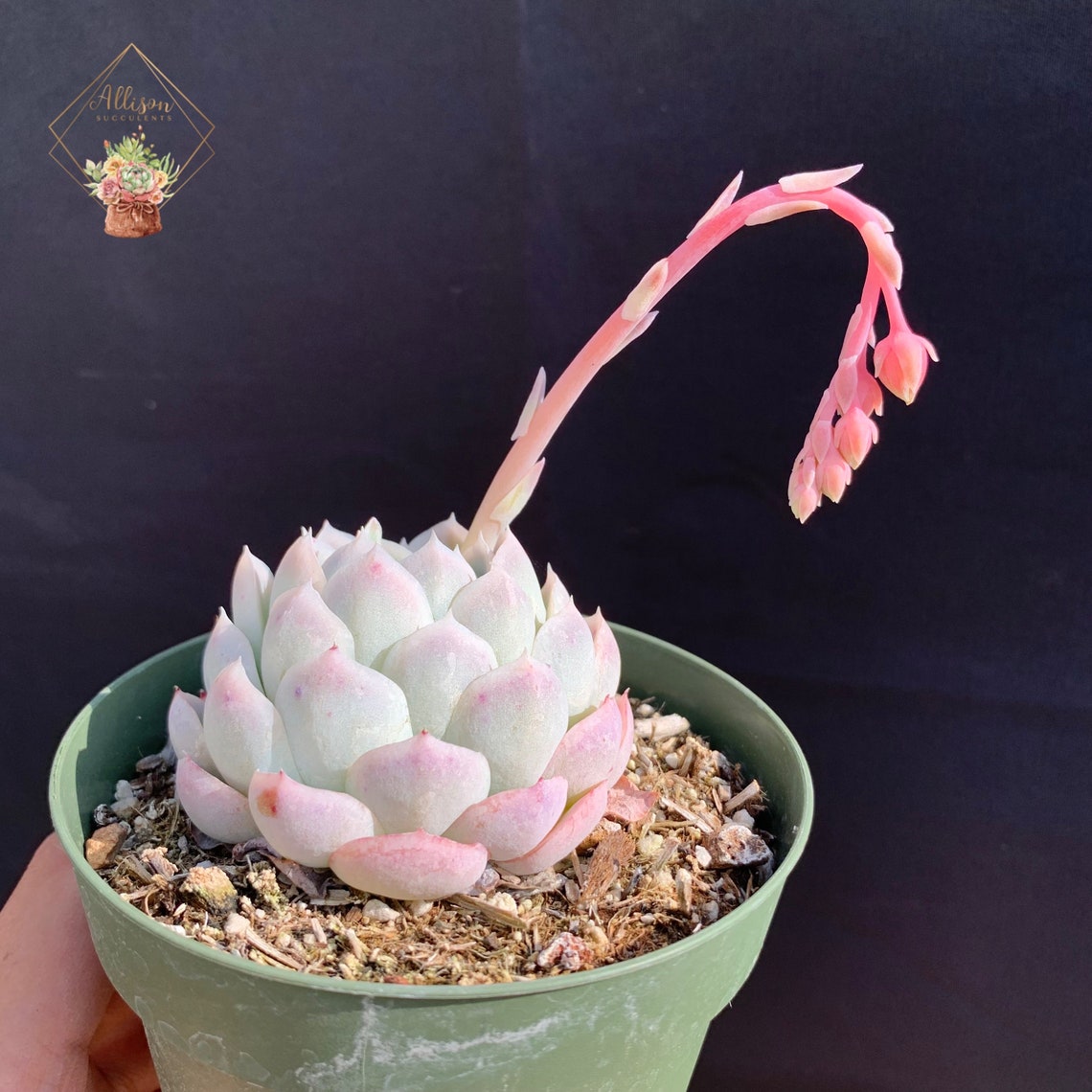 Echeveria Raspberry Ice Succulents Plant 4inch - Etsy