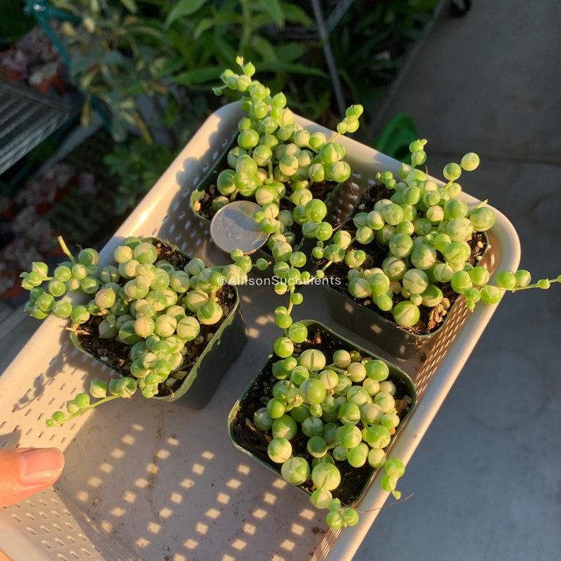 Variegated String of Pearls Succulents Plants House Plants 2 - Etsy