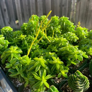 Peperomia Dolabriformis Prayer Pepper Succulents Plants - Etsy