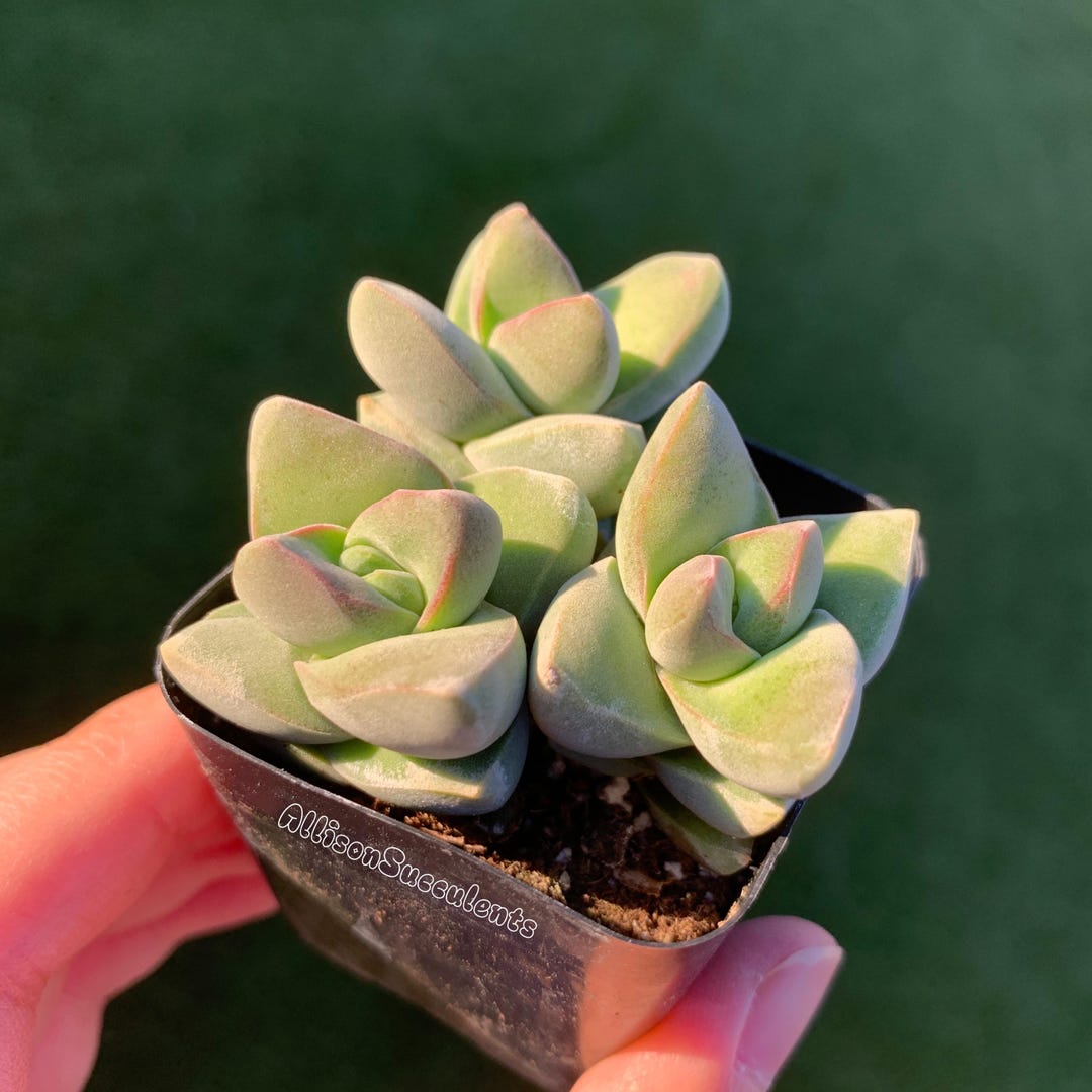 3 in 1 - Crassula Moonglow Succulents Plants - 2 Inch - Etsy