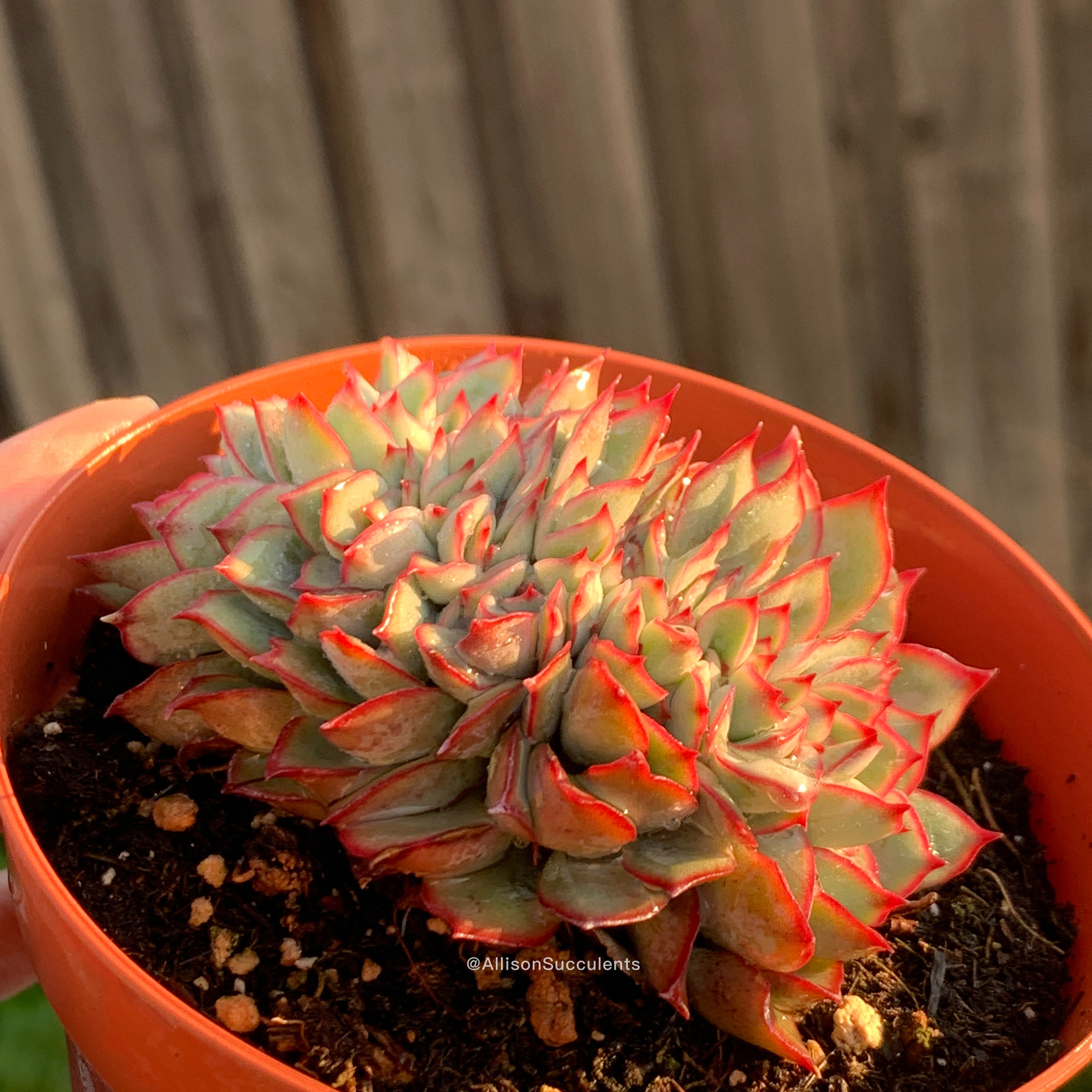 Crested Echeveria Esther Echeveria Moon GAD Varnish - Etsy