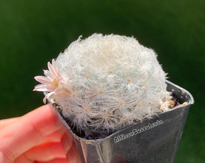 Mammillaria 'plumosa' | Feather Cactus Plants - 2 Inch Pot - Etsy